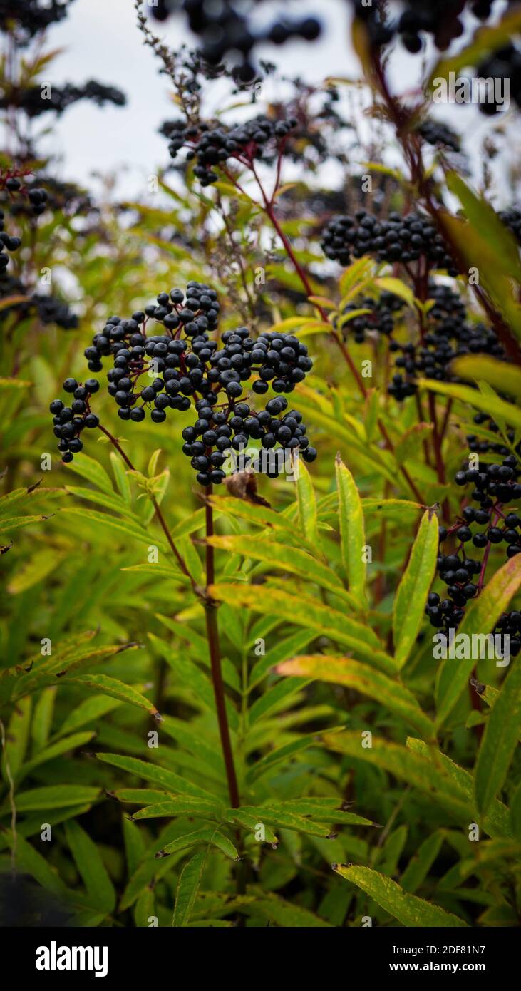 Elderberry branch top view,ripe elderberry on agriculture plantation ...