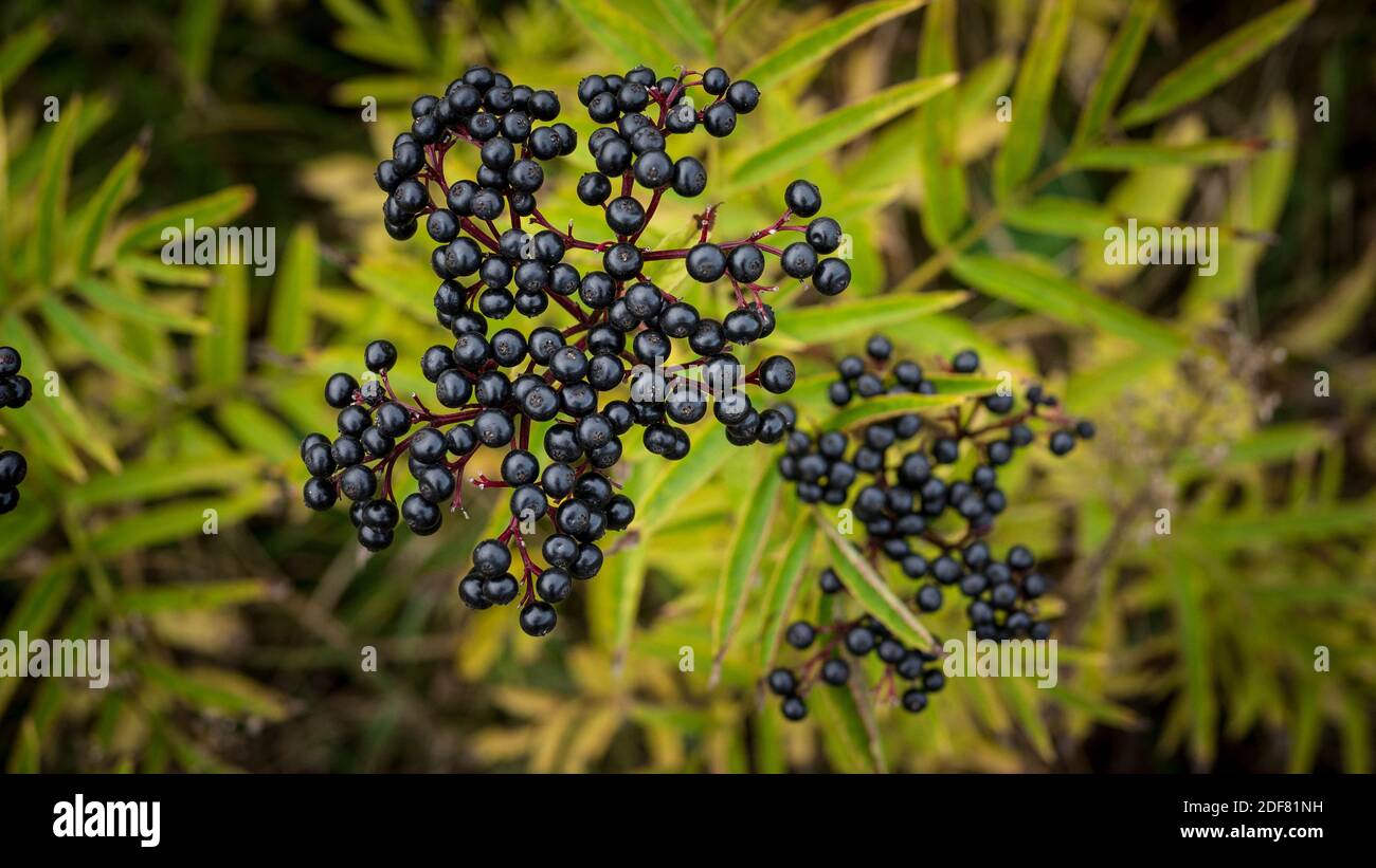 An elderberry branch growing on a plantation,a ripe elderberry Stock ...