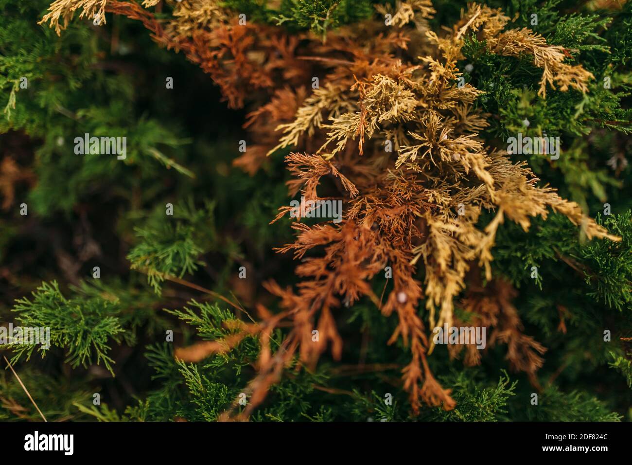 Green twigs of thuja,evergreen,background image to insert the text ...