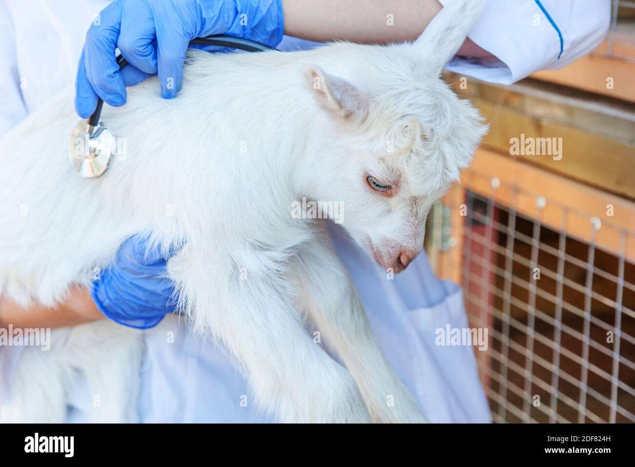 Young veterinarian woman with stethoscope holding and examining goat ...