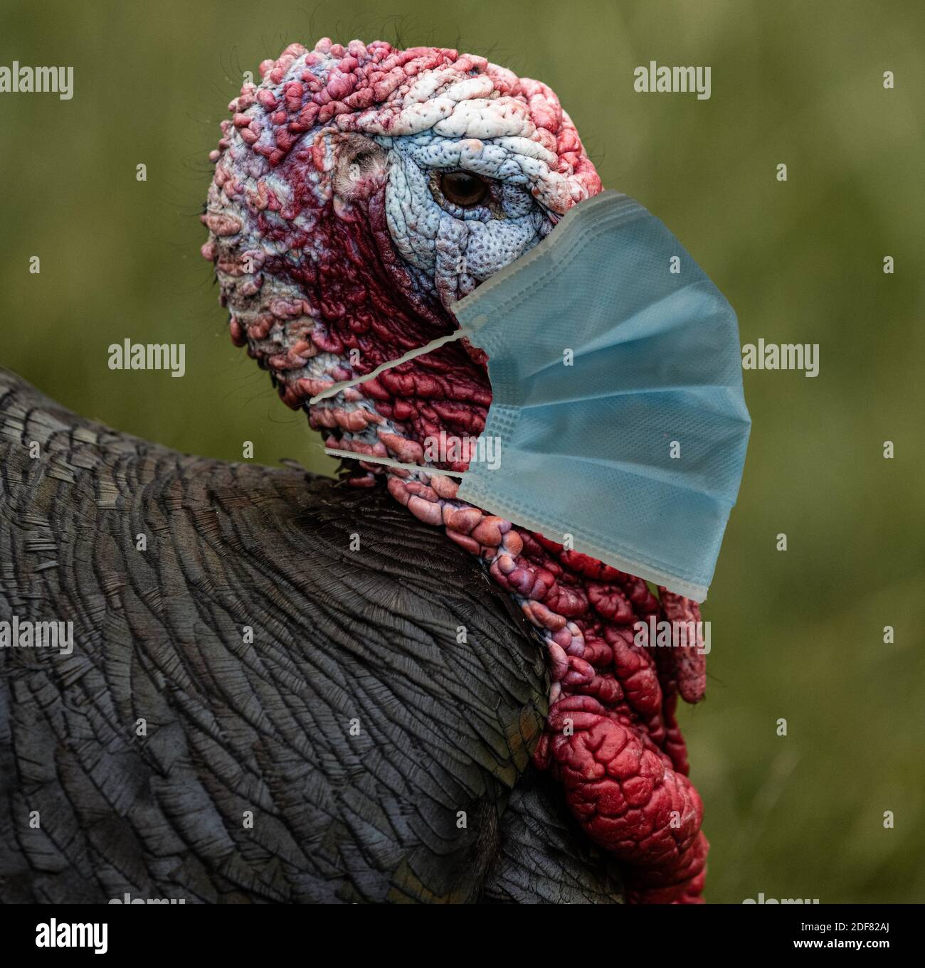 Crown surgical mask hi-res stock photography and images - Alamy