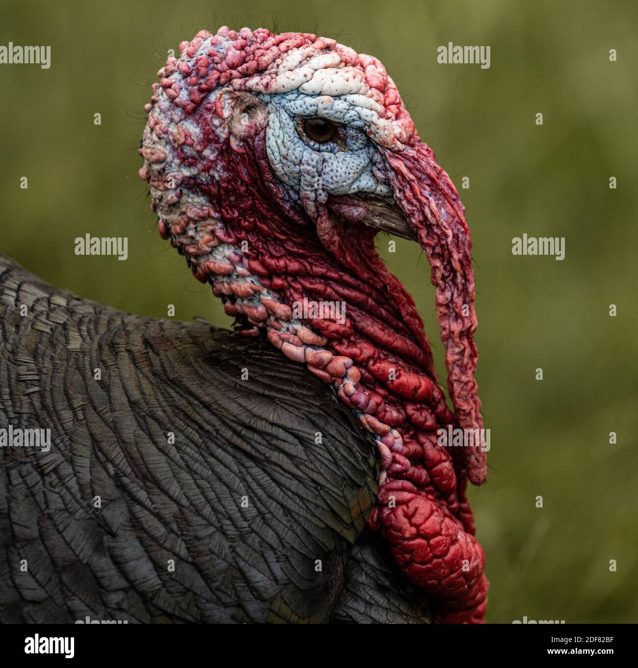 Turkey in profile Stock Photo - Alamy