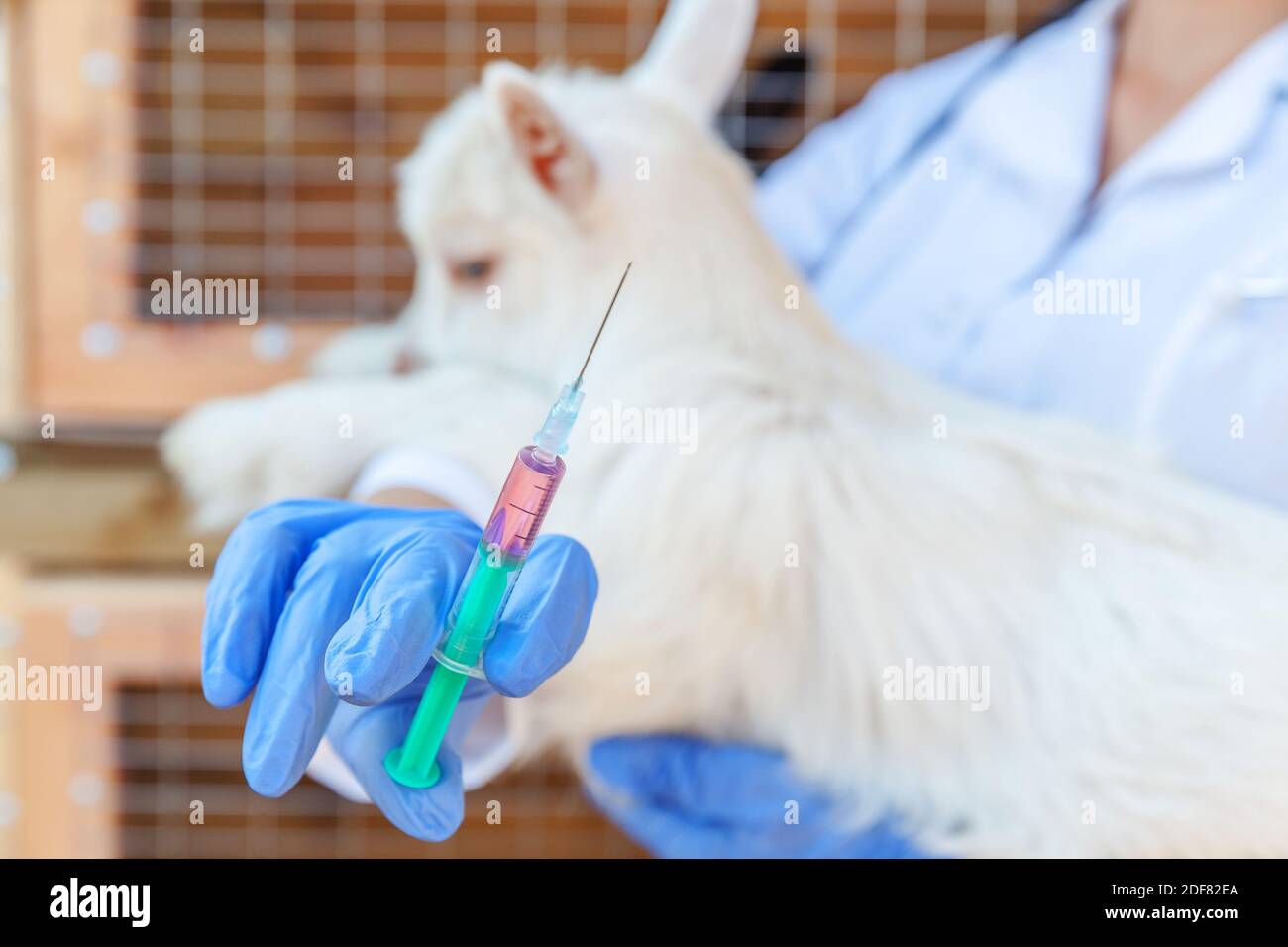 Young veterinarian woman with syringe holding and injecting goat kid on ...