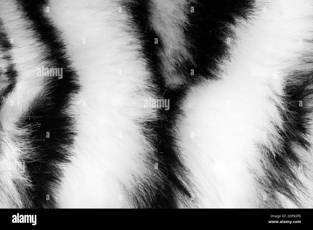 fur with black white stripes Stock Photo - Alamy