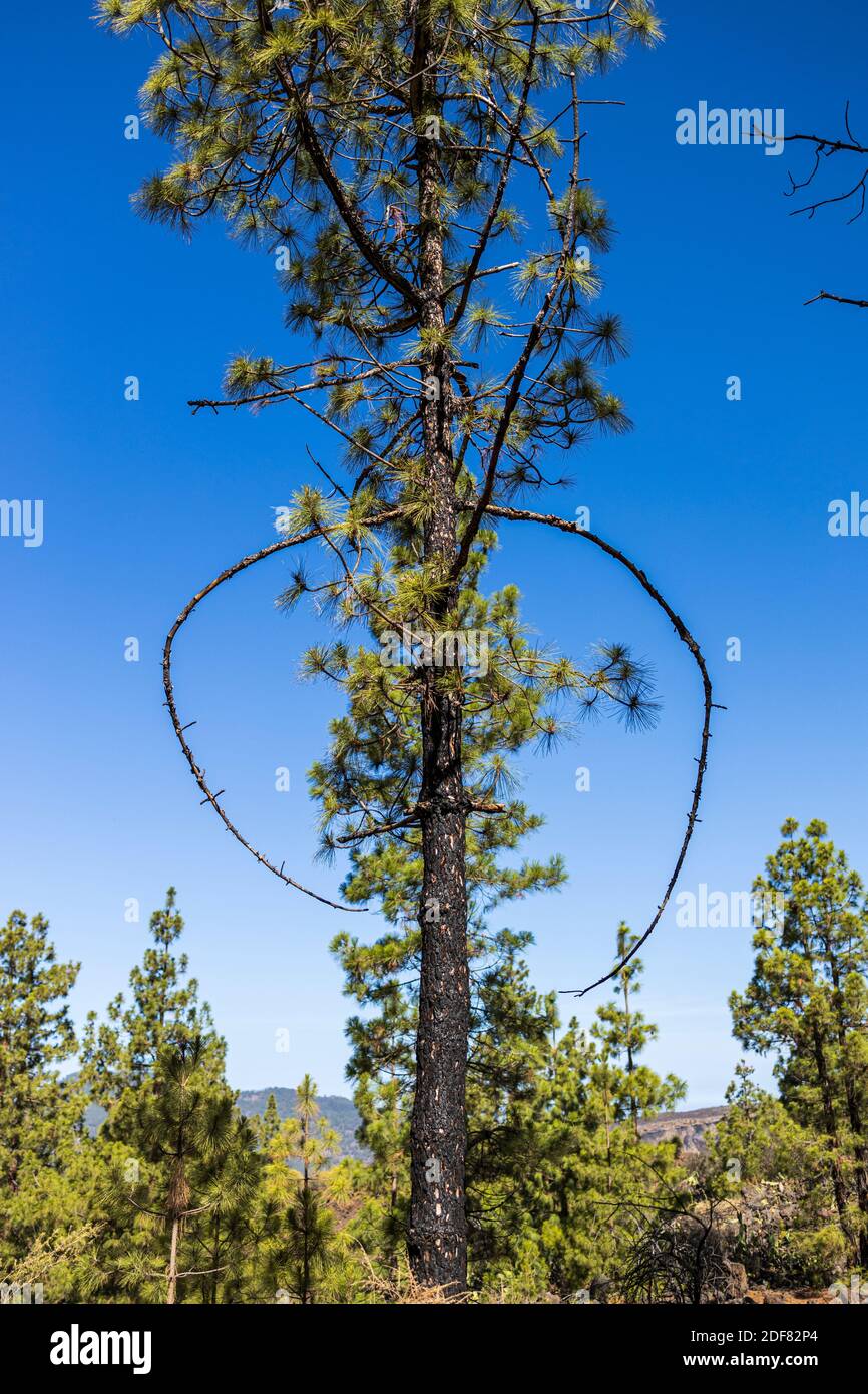 Odd circular branch growth hi-res stock photography and images - Alamy