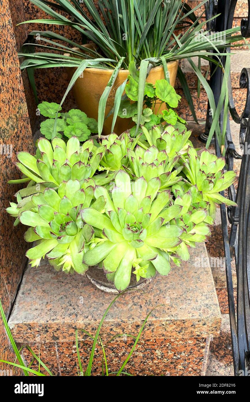 Real succulents hi-res stock photography and images - Alamy