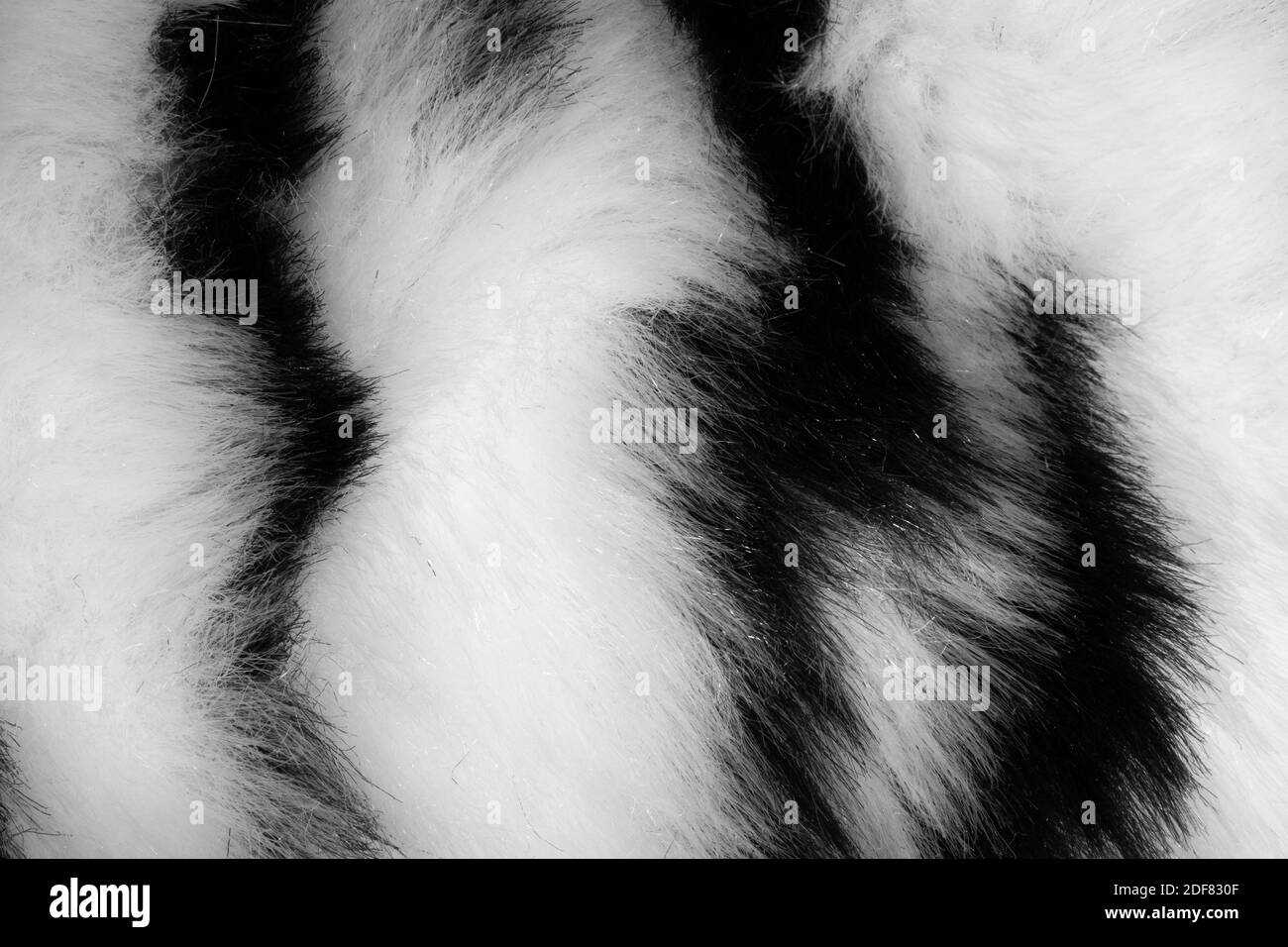 fur with black white stripes Stock Photo - Alamy