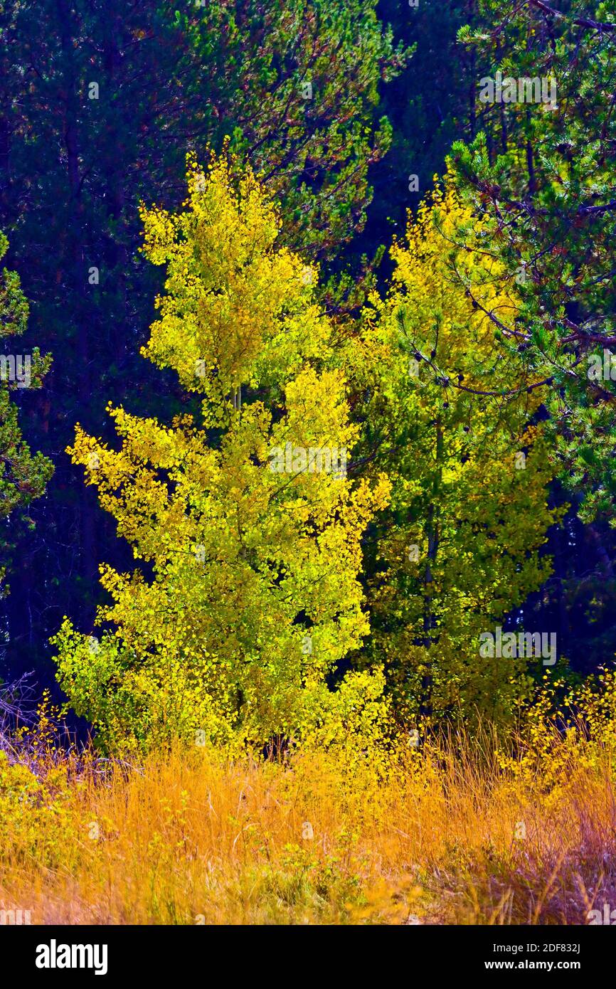 Small aspen tree hi-res stock photography and images - Alamy