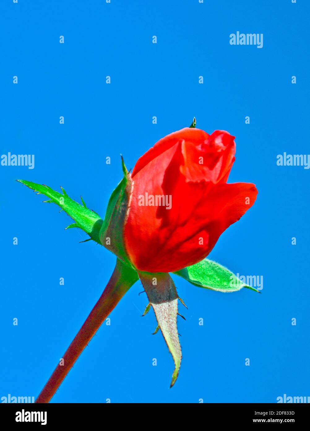 Red rosa hi-res stock photography and images - Alamy