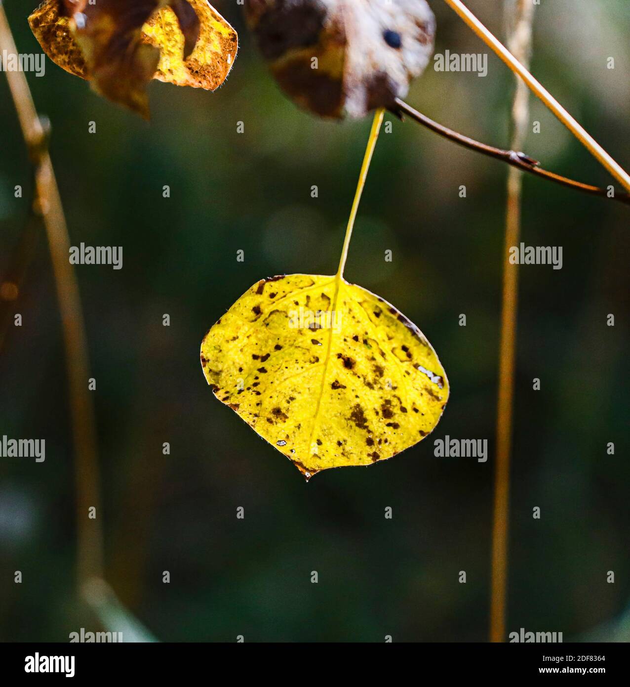 Aspen leaf hi-res stock photography and images - Alamy