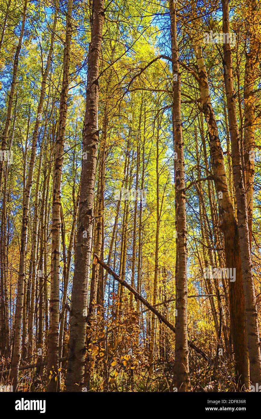 Aspen grove (Populus tremuloides) at the Wood River Day Use Area in ...