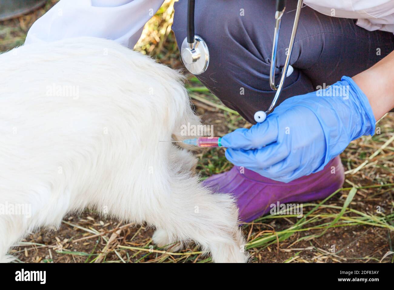 Young veterinarian woman with syringe holding and injecting goat kid on ...