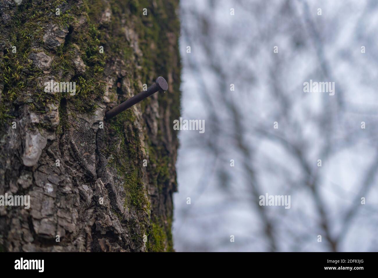 Nail in a tree Stock Photo - Alamy