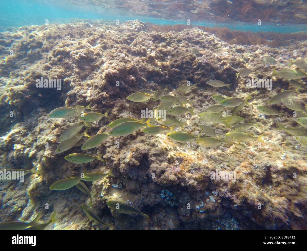 Mediterranean underwater with salema fish school in Alicante coast ...