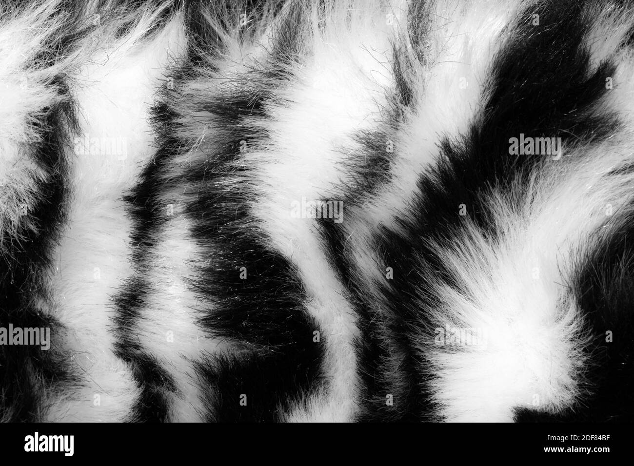 fur with black white stripes Stock Photo - Alamy