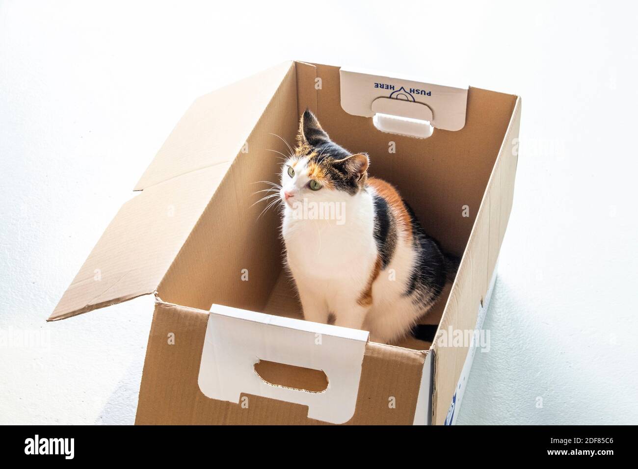 Cardboard made cat hi-res stock photography and images - Alamy