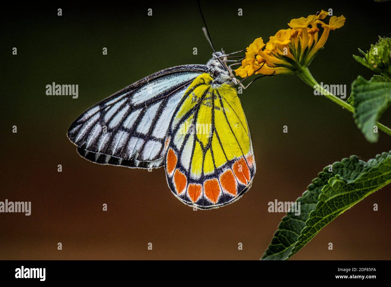 Umbel inflorescence hi-res stock photography and images - Alamy