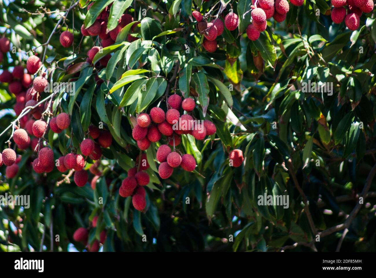 Fruit reunion reunion hi-res stock photography and images - Alamy