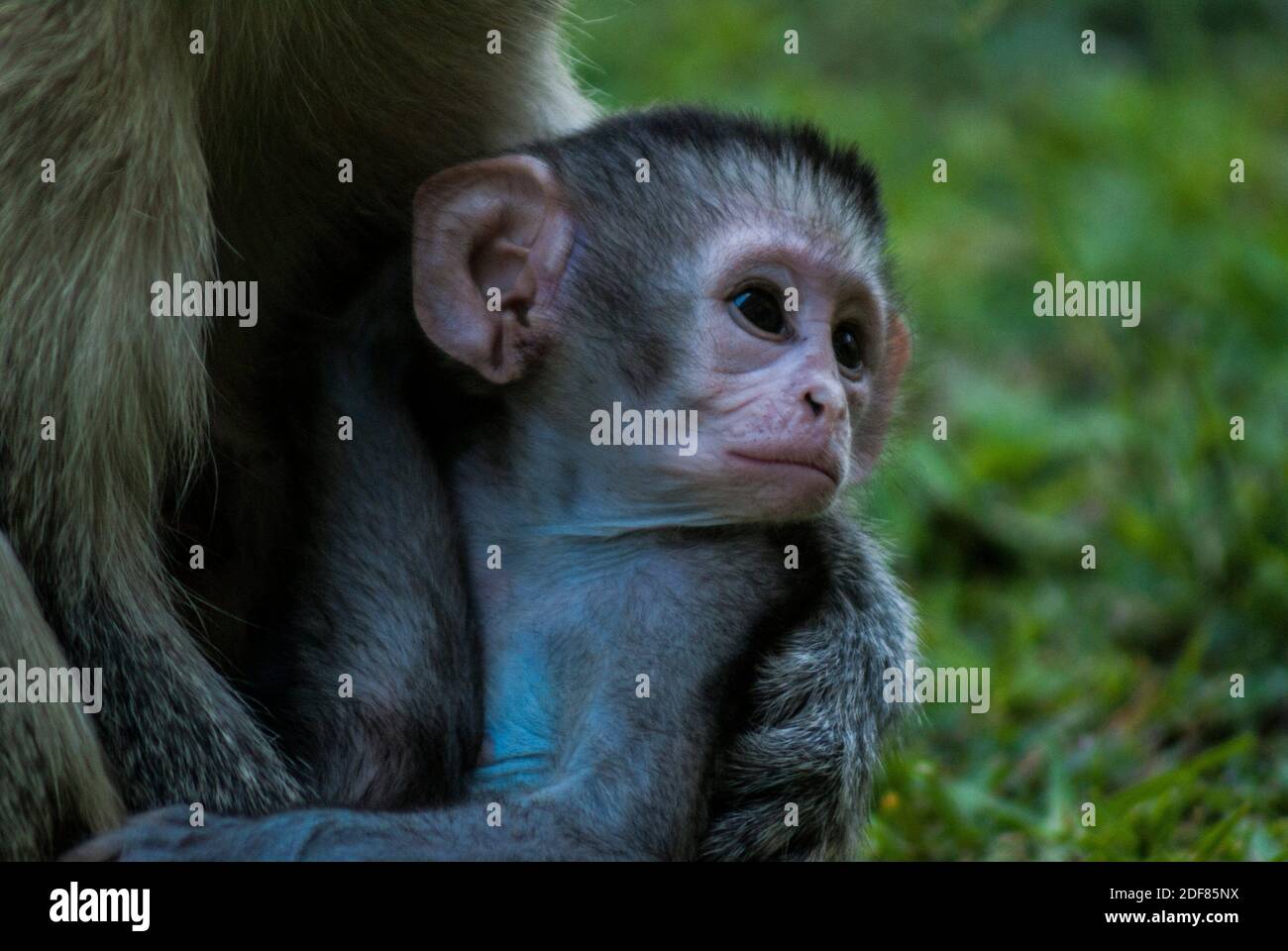 Baby Monkey Clinging To Mother High Resolution Stock Photography and ...