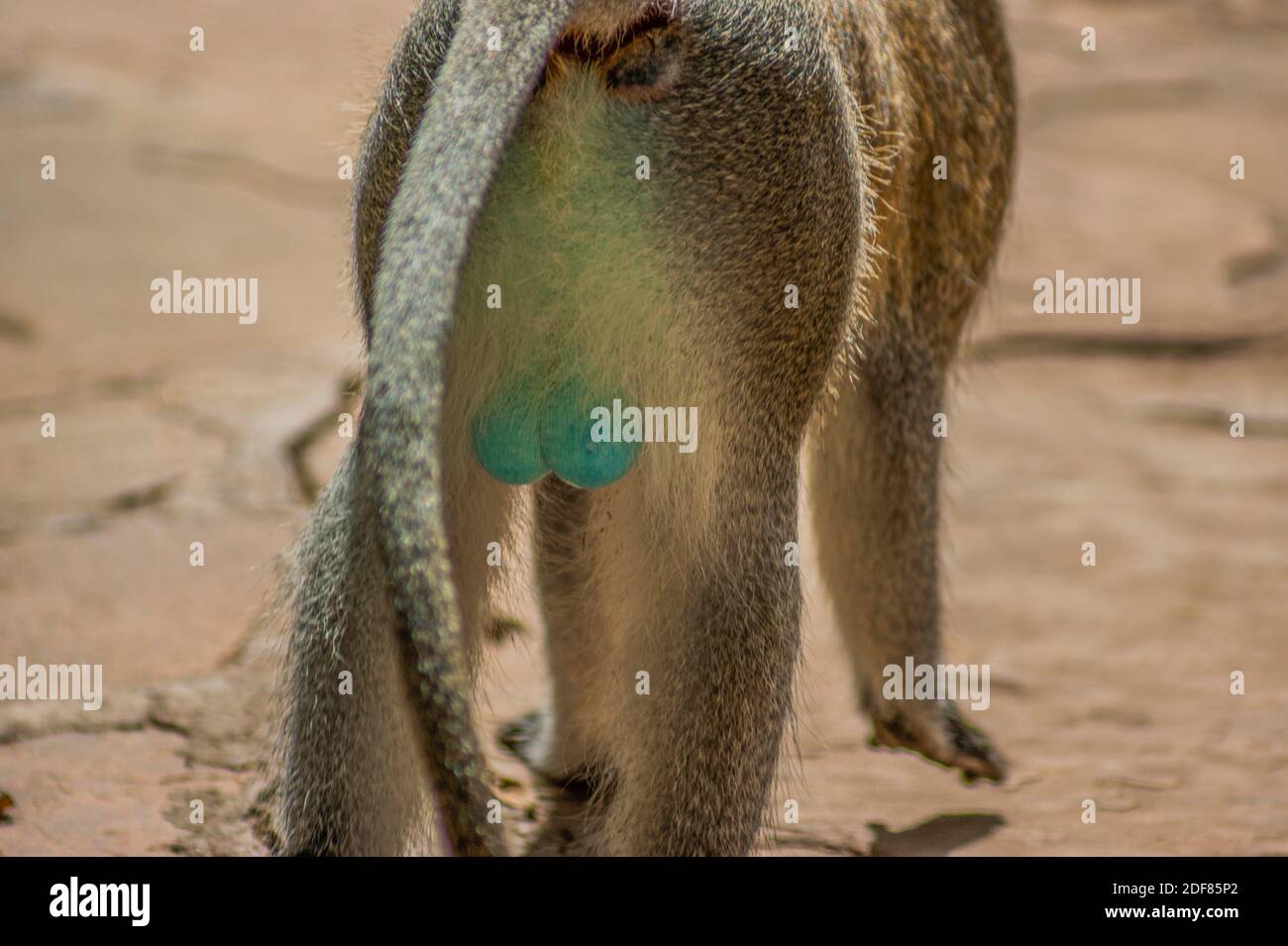 Scrotum animal not bird not easter hi-res stock photography and images ...