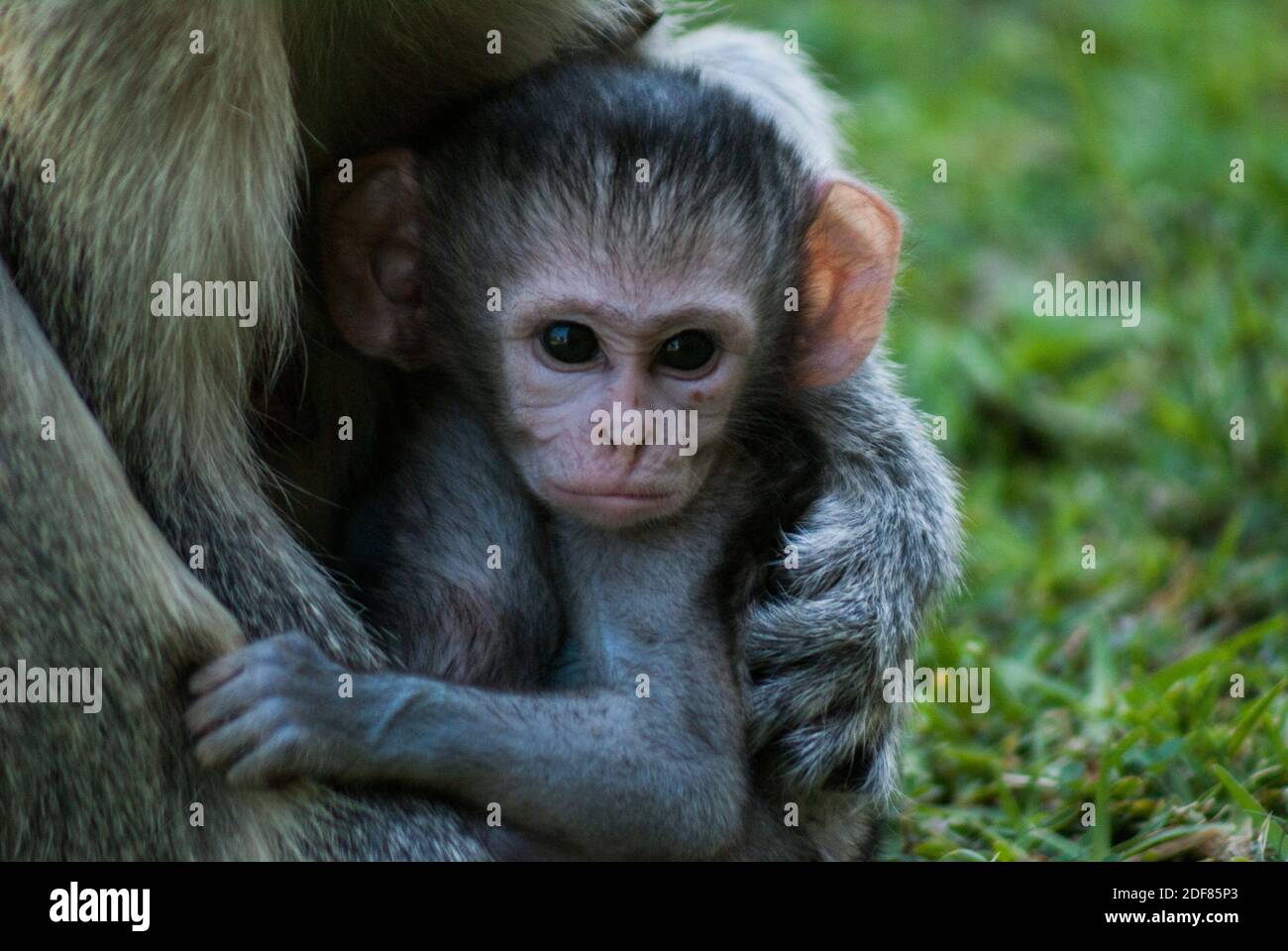 Baby Monkey Clinging To Mother High Resolution Stock Photography and ...