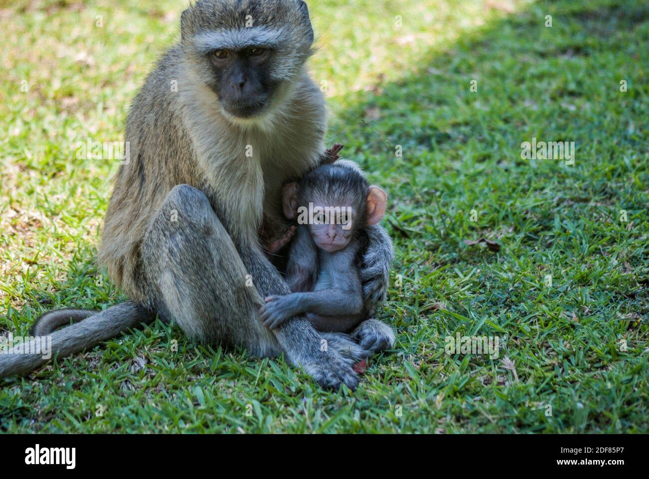 Baby Monkey Clinging To Mother High Resolution Stock Photography and ...