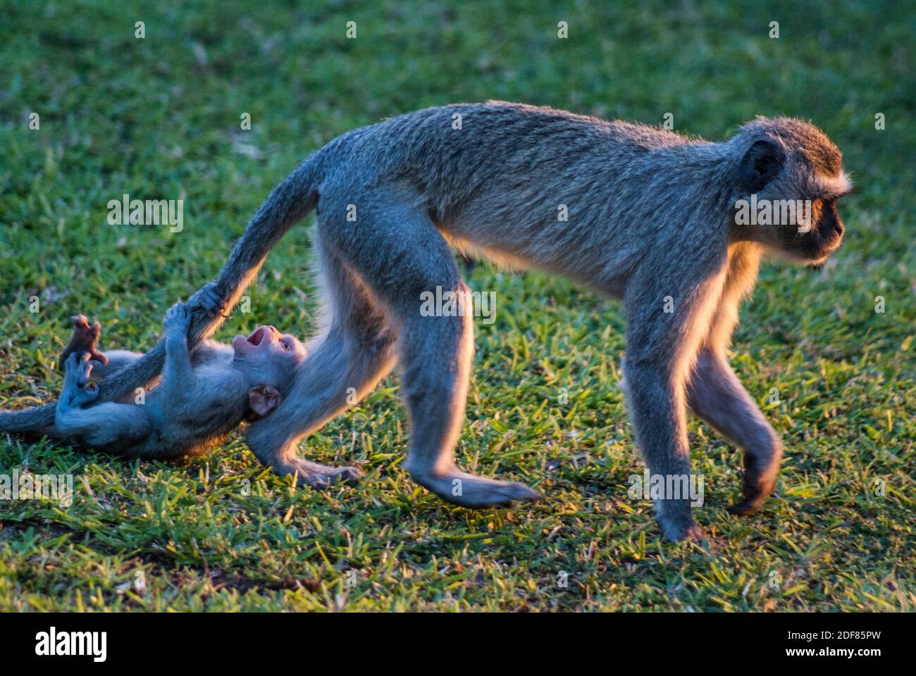 Child Pulling Tail High Resolution Stock Photography and Images - Alamy
