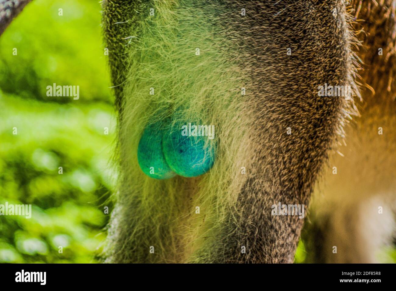Scrotum hi-res stock photography and images - Alamy