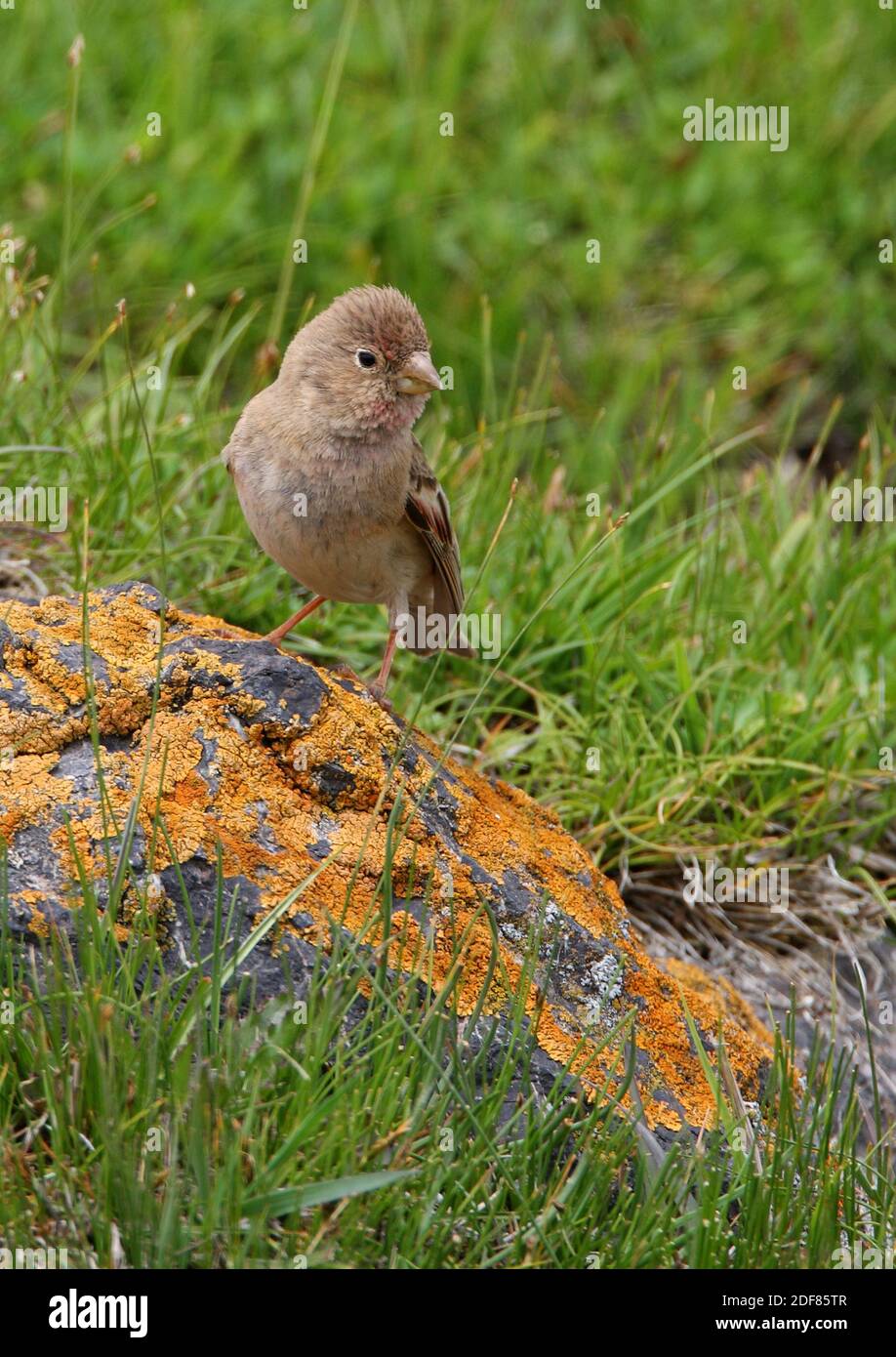 Mongolian finch hi-res stock photography and images - Alamy