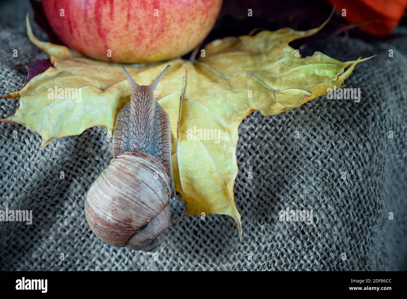 large grape snail crawls over a beautiful Apple. Large snail close-up ...