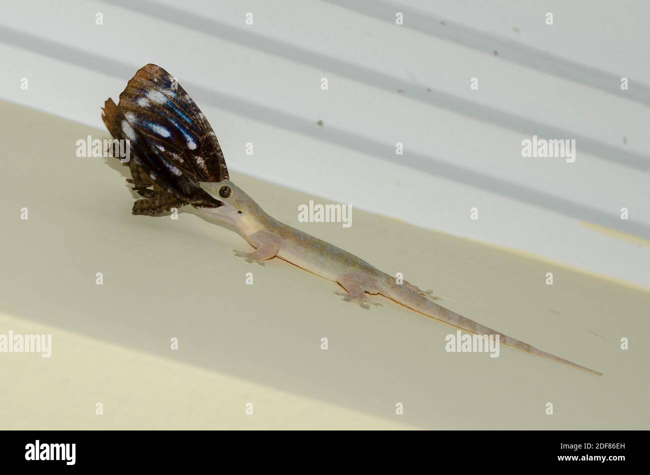 Gecko Family High Resolution Stock Photography and Images - Alamy