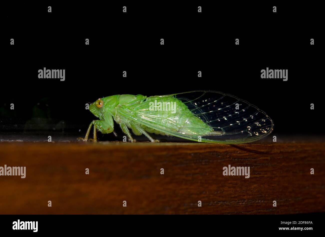 Cicadidae High Resolution Stock Photography and Images - Alamy