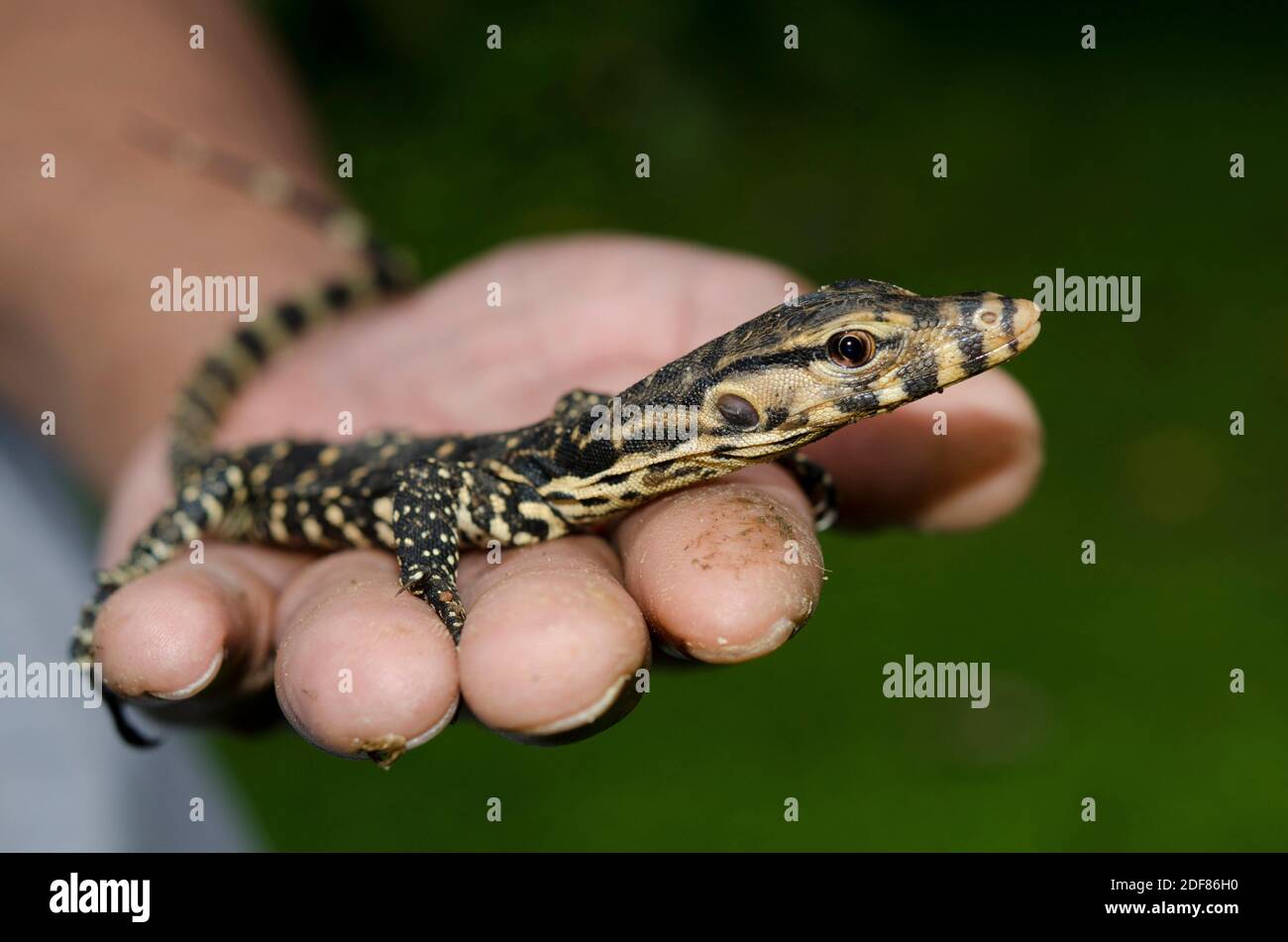 Mottled Lizard High Resolution Stock Photography and Images - Alamy