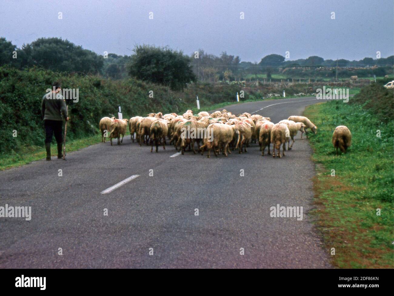 What Is The Breed Of Sardinian Shepherd Dog