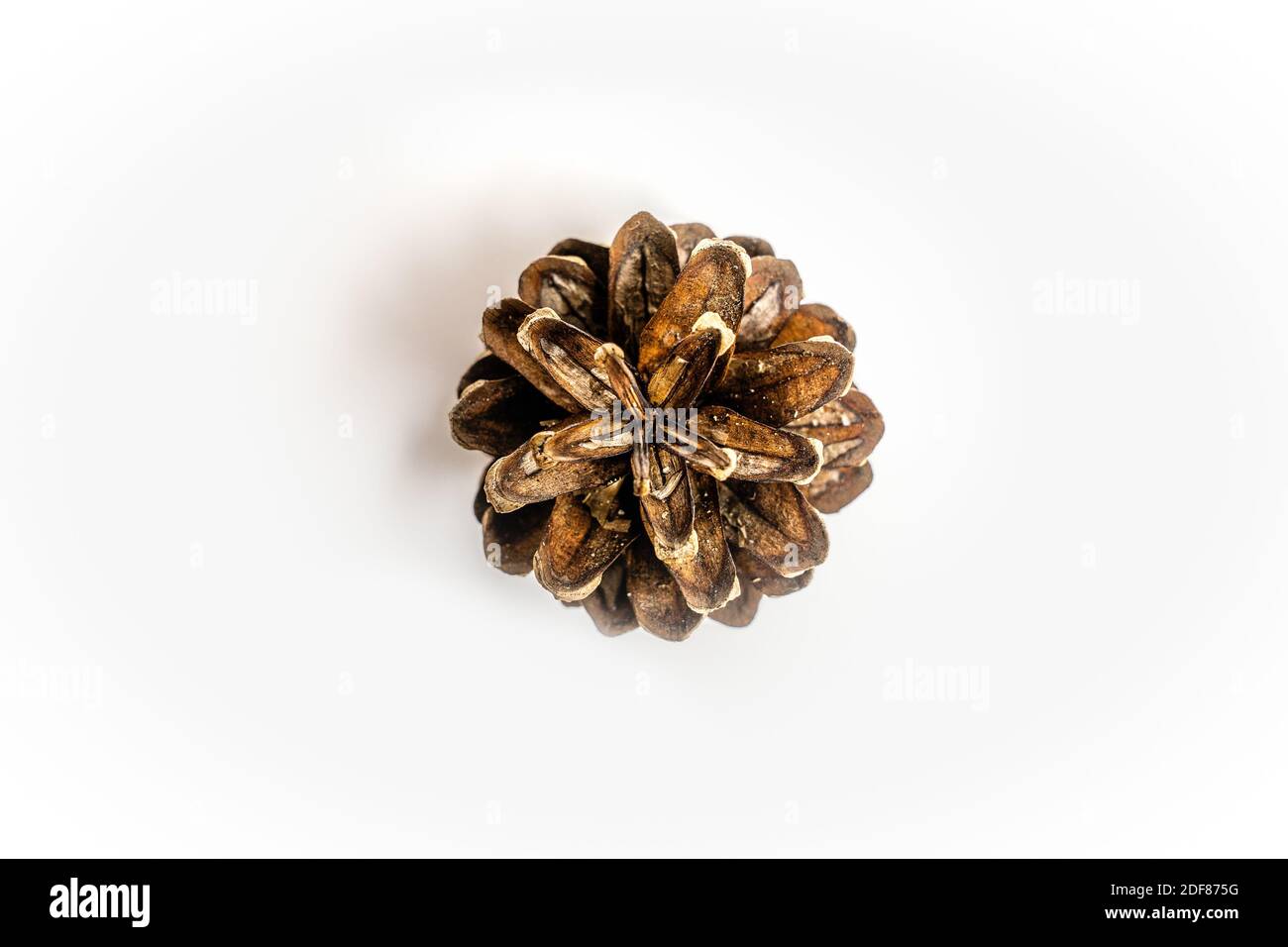 An isolated top view closeup of a pine cone on a white background Stock ...