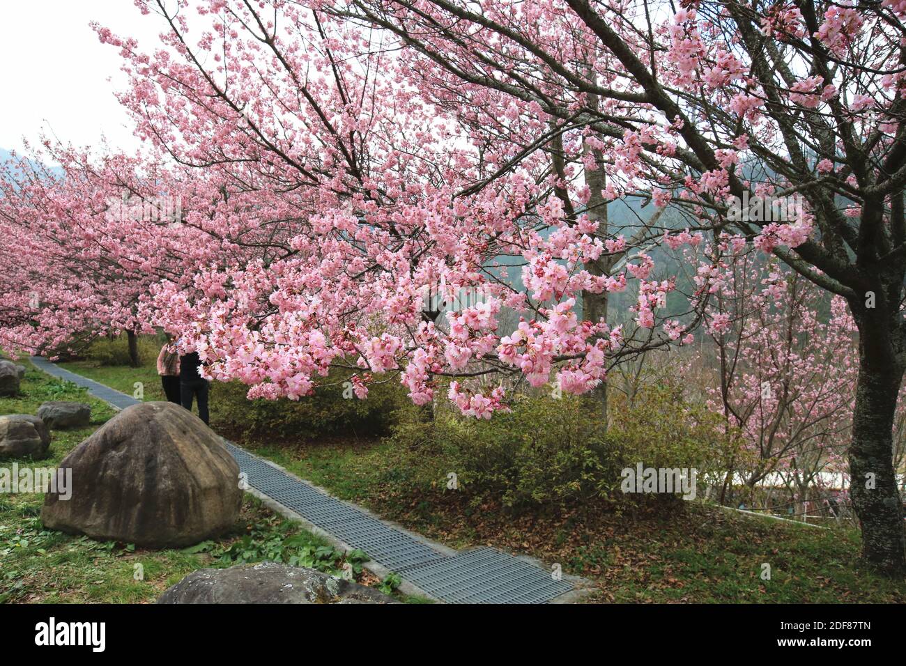 Beautiful scenery of pink cherry blossom trees with path and travelers ...