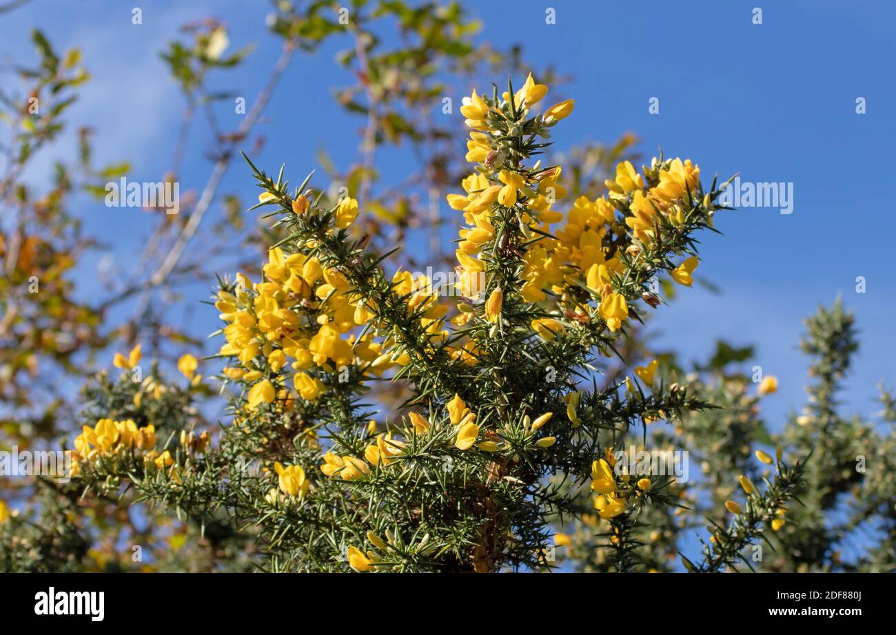 Gorse, furze or whin plant with bright yellow flowers. Ulex europaeus ...