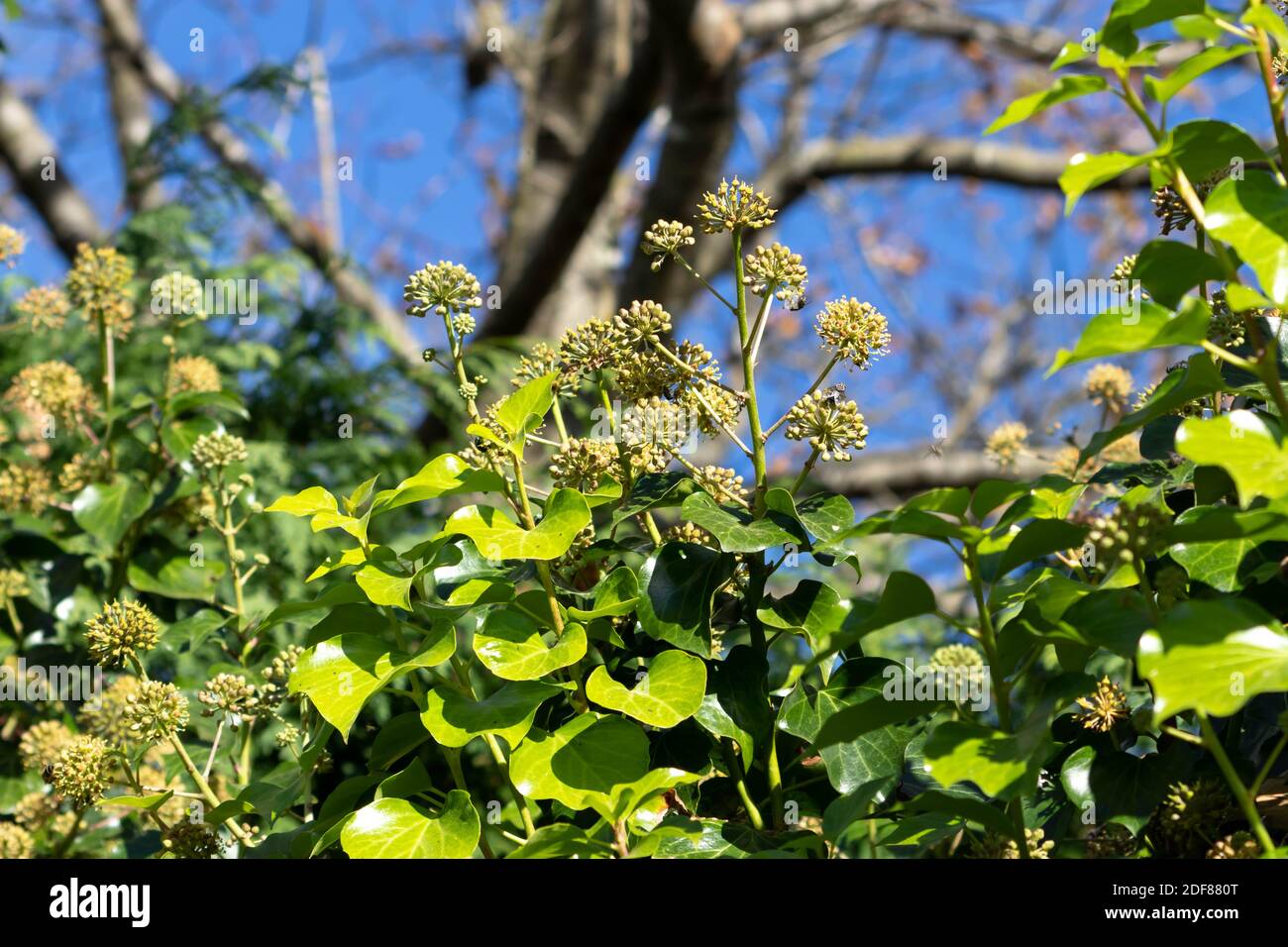 Hedera helix plant. Common ivy branches with leaves and flowers on the ...