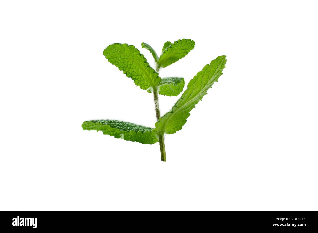 Mint leaves isolated on white. Mentha or peppermint branch Stock Photo ...