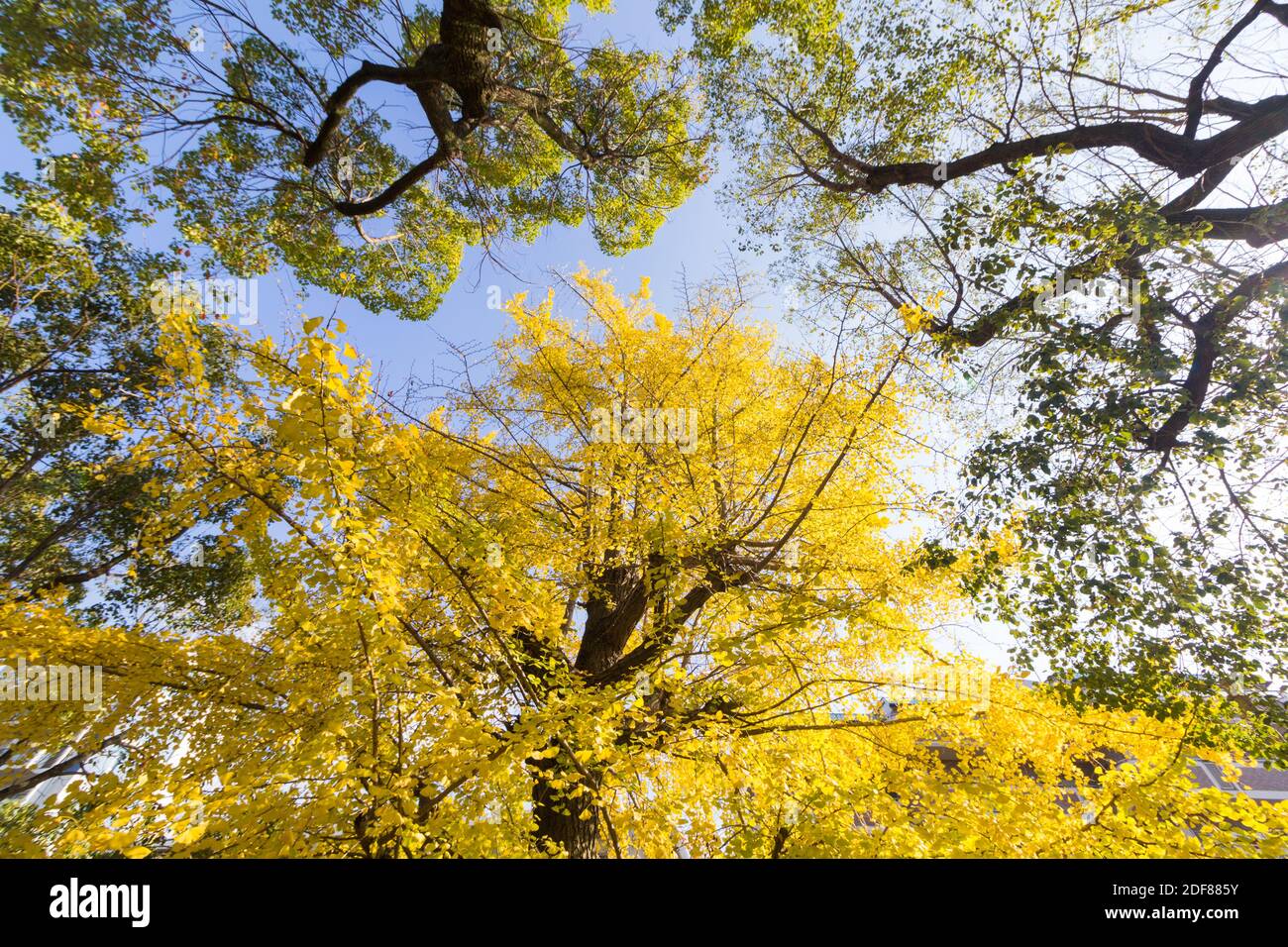 Yellow foliage of the gingko tree during autumn in Osaka, Japan Stock ...