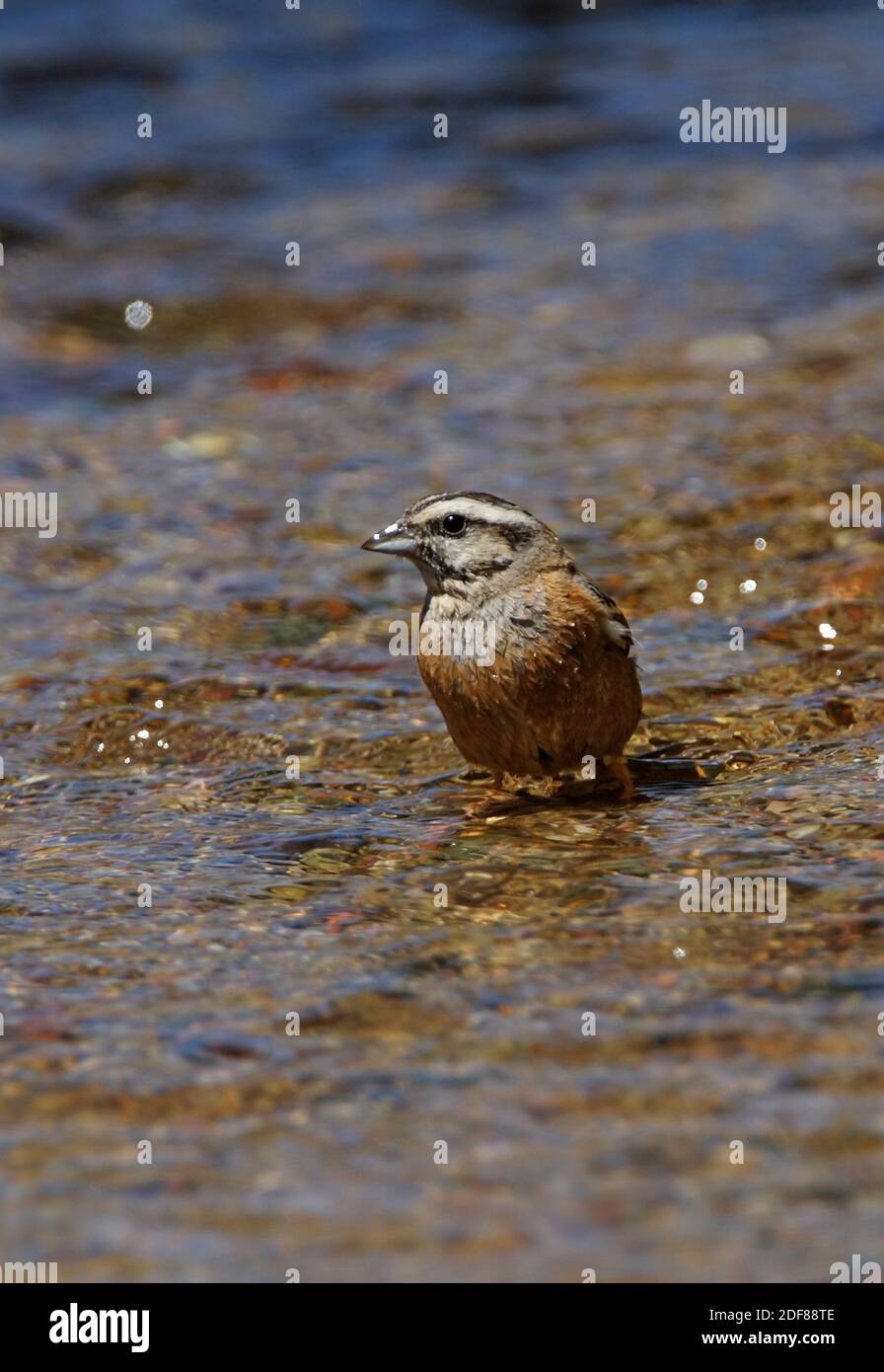 Rock Bunting (Emberiza cia par) adult bathing in shallow stream Almaty ...