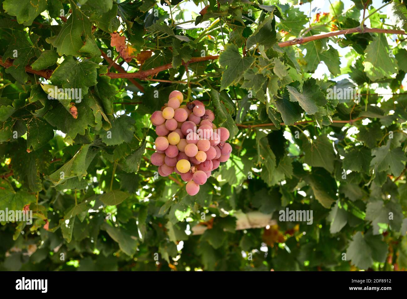 Bunch of ripe large round red Verico grapes hanging from overhead vine ...