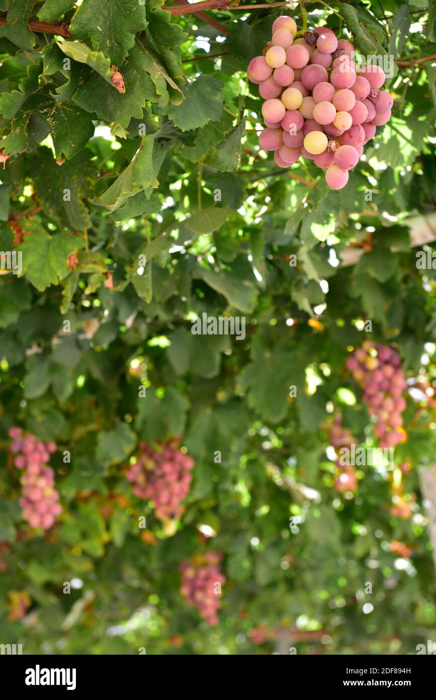 Overhead vines hi-res stock photography and images - Alamy