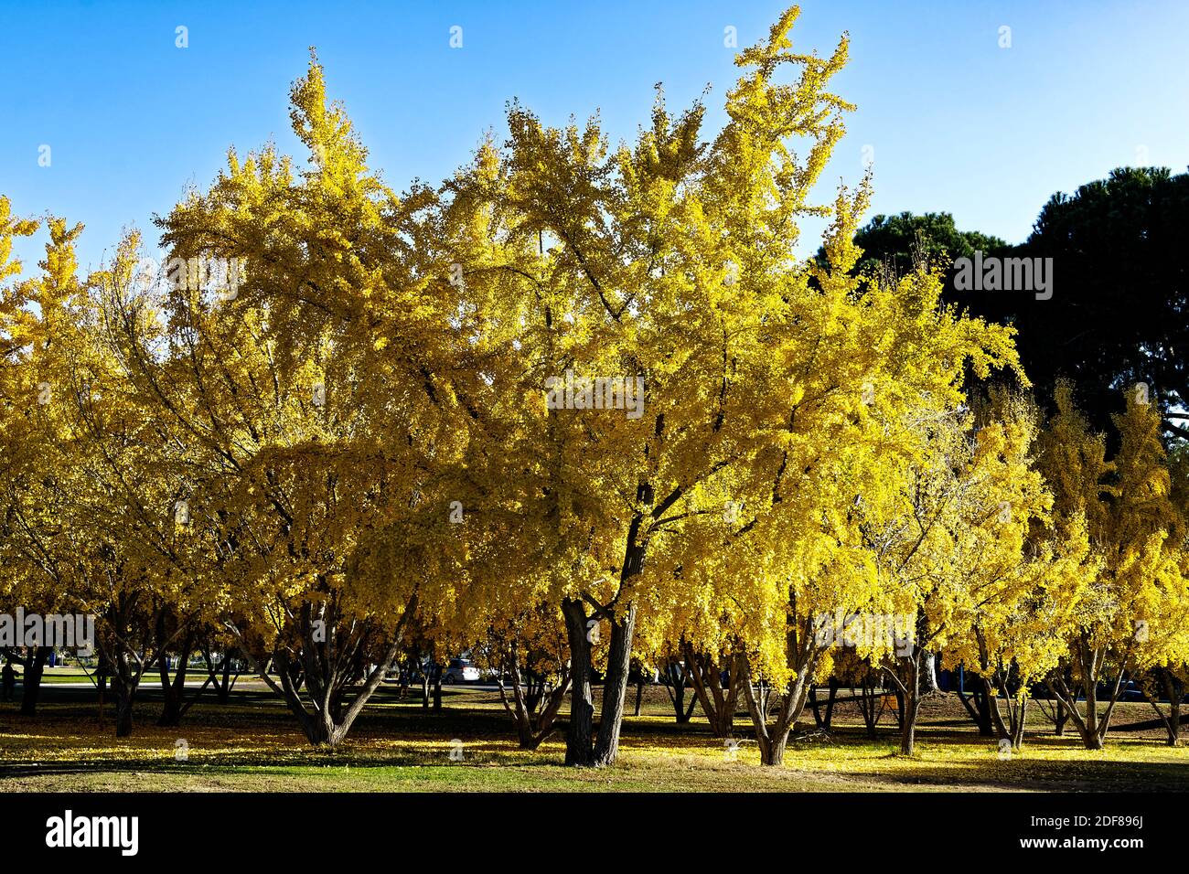 Ginkgophyta hi-res stock photography and images - Alamy