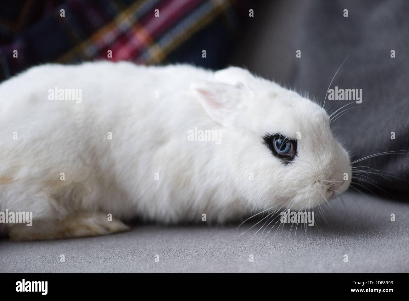 cute white rabbit with black eye Stock Photo - Alamy