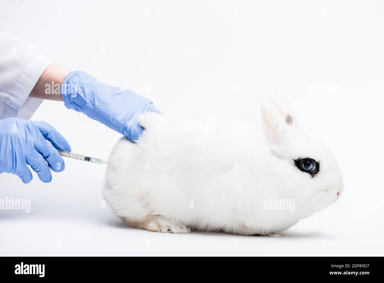 Professional veterinarian doing injection hi-res stock photography and ...