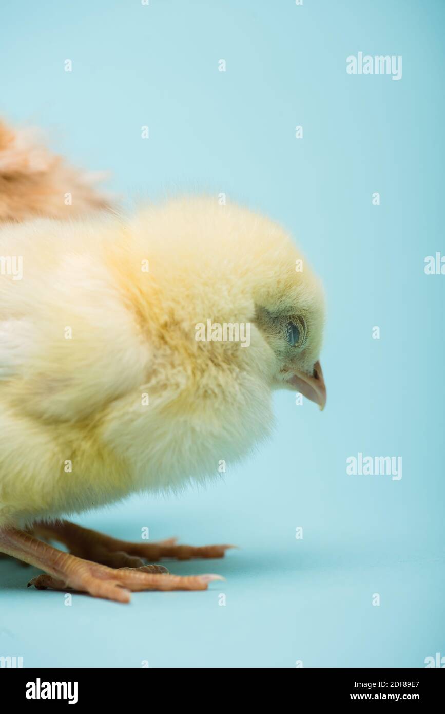 Small fluffy chick hi-res stock photography and images - Alamy