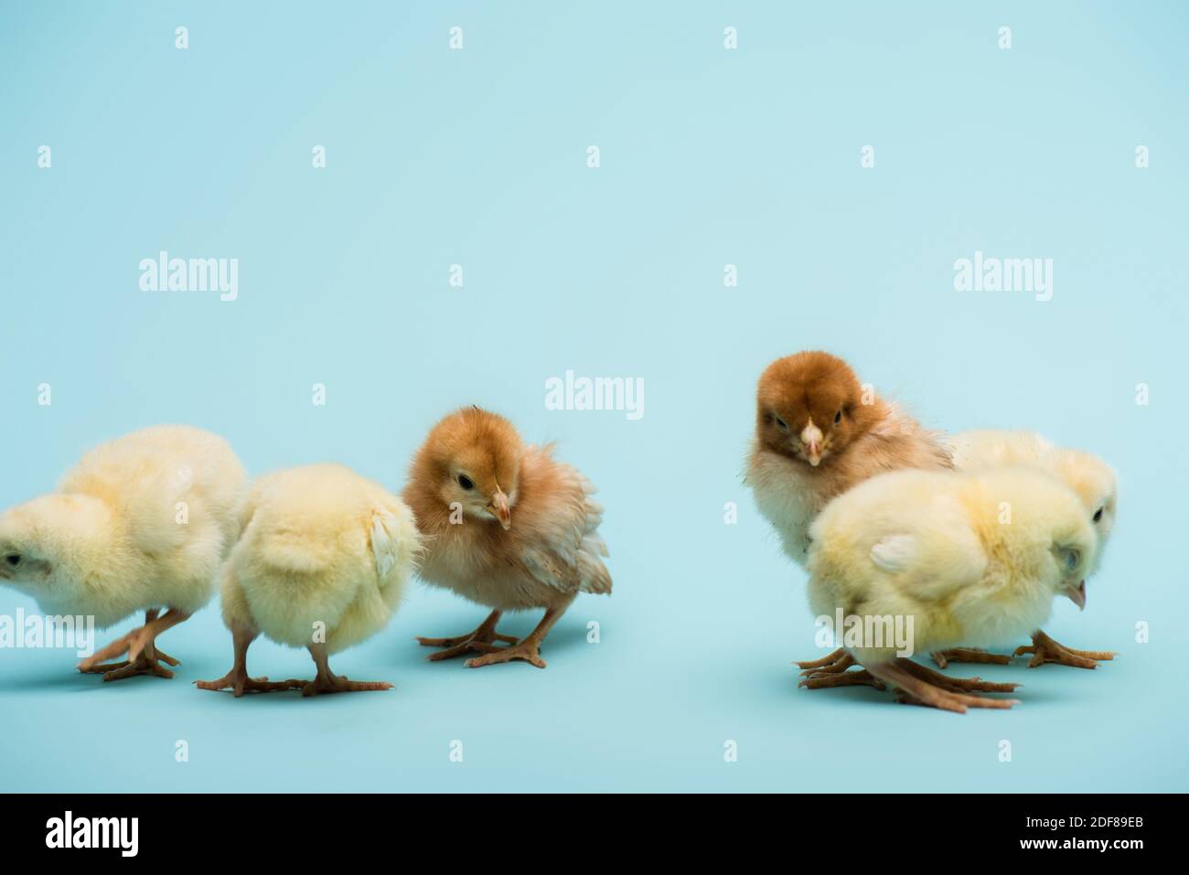 cute small fluffy chicks on blue background Stock Photo - Alamy