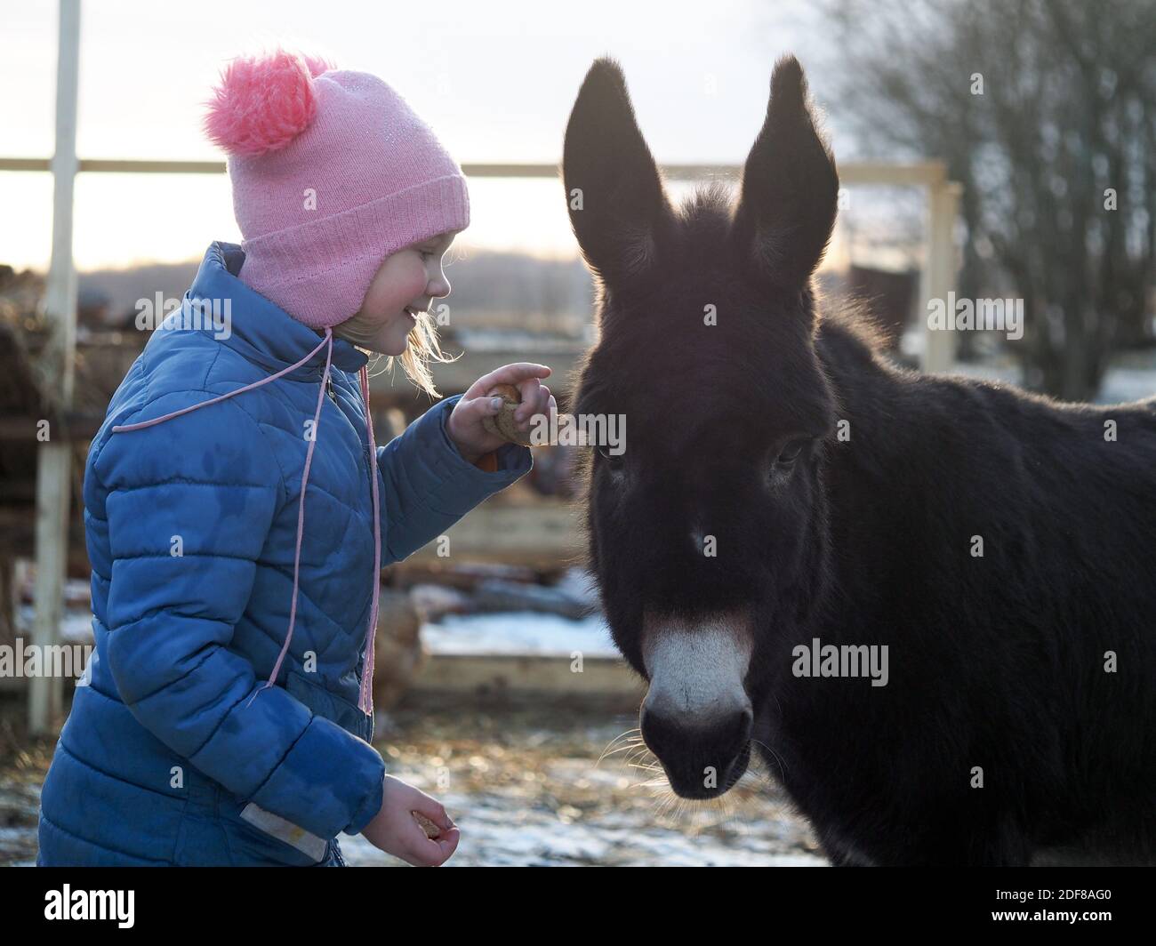 A child communicates with a donkey on a farm Stock Photo - Alamy