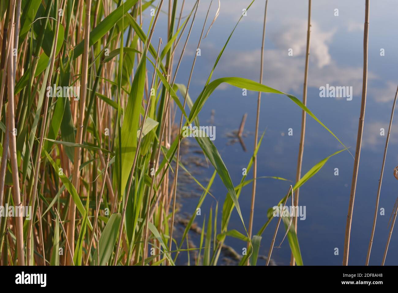 Fresh reed grass on the river Stock Photo - Alamy